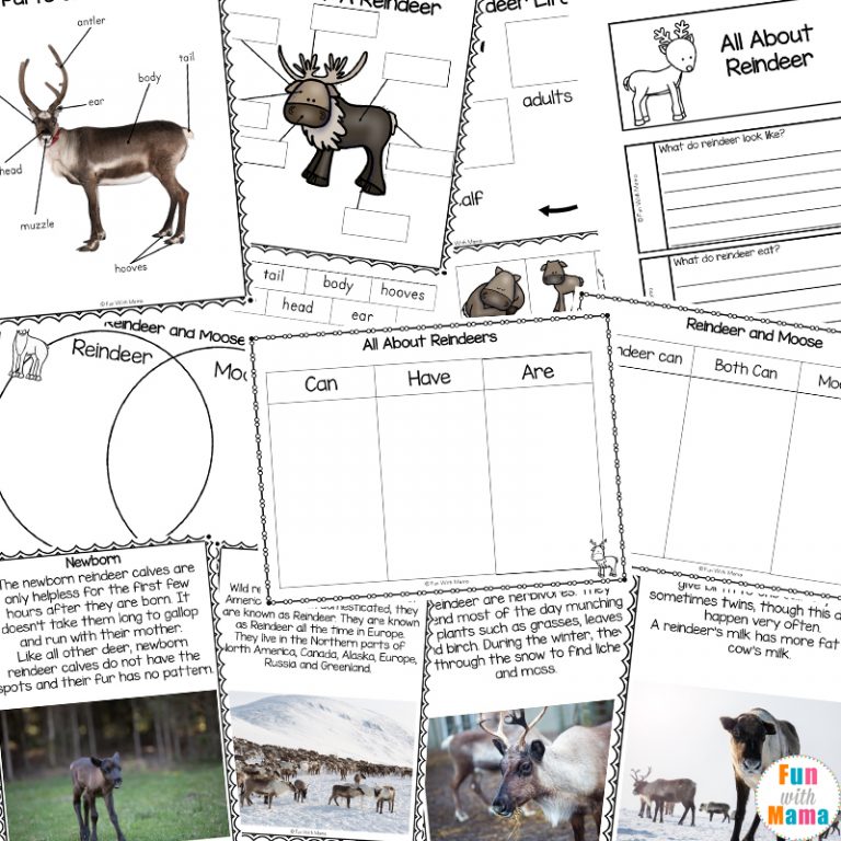 Reindeer Activity Packet - Life Cycle + Caribou - Fun with Mama Shop