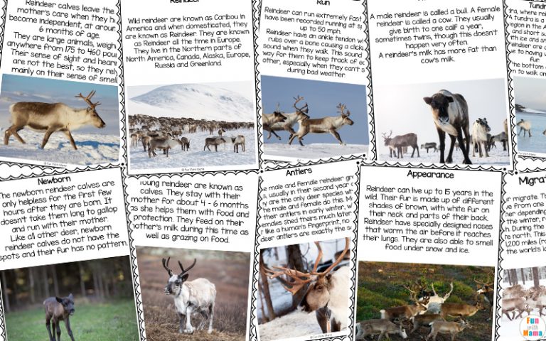 Reindeer Activity Packet - Life Cycle + Caribou - Fun with Mama Shop