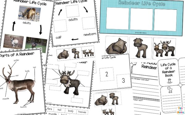 Reindeer Activity Packet - Life Cycle + Caribou - Fun with Mama Shop