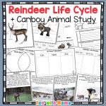 Reindeer Activity Packet - Life Cycle + Caribou - Fun with Mama Shop