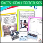 Reindeer Activity Packet - Life Cycle + Caribou - Fun with Mama Shop