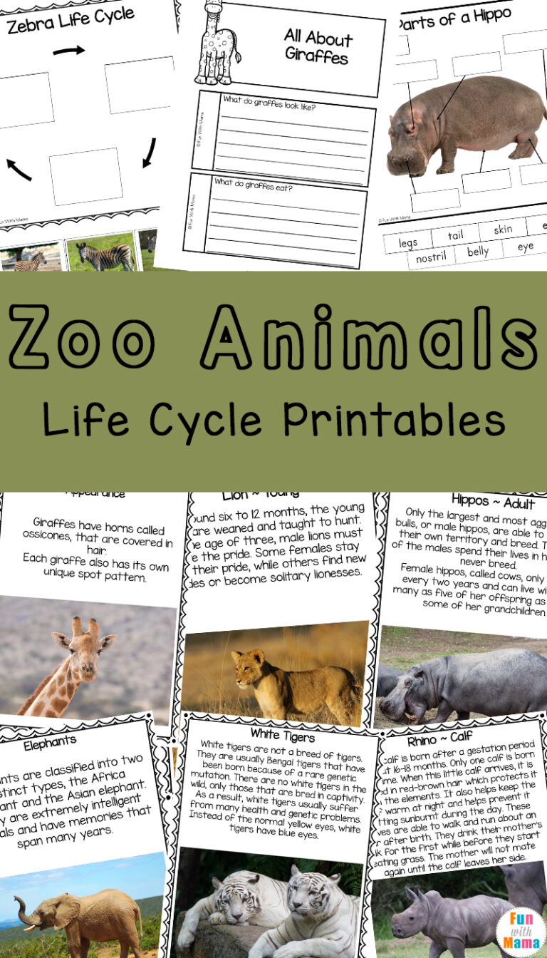 Zoo Animals Life Cycle + Animal Study - Fun with Mama Shop