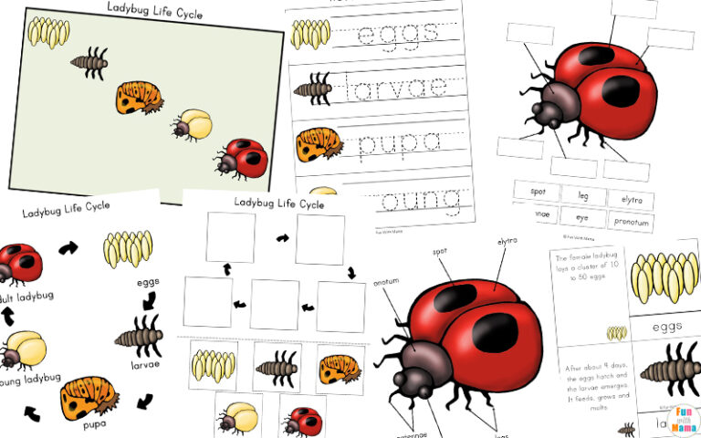 Ladybug Life Cycle Activities - Fun with Mama Shop