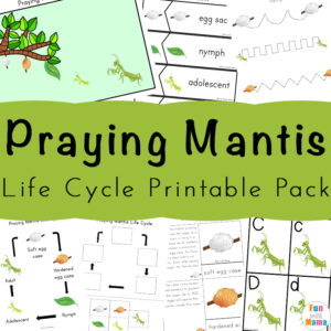 Life Cycle of a Praying Mantis Worksheet & Activity Pack - Preschool ...