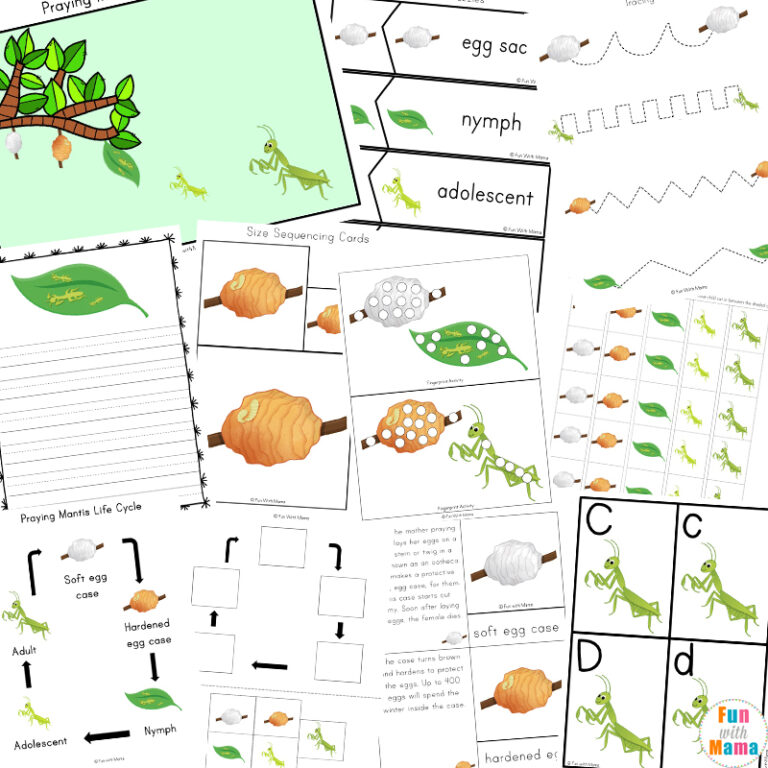 Life Cycle of a Praying Mantis Worksheet & Activity Pack - Preschool ...